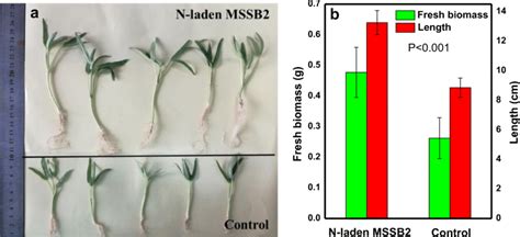Comparison Of Water Spinach Seedlings Between The N Laden Mssb2 And Download Scientific Diagram