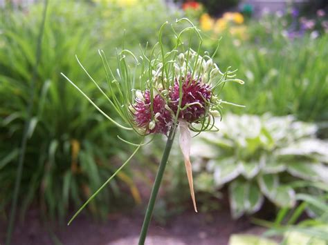 Hair Allium Alien Flower In Garden