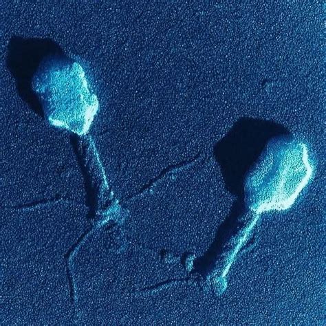 Comunidad Biológica Un Bacteriófago También Conocido Informalmente Como Fago Es Un Virus Que