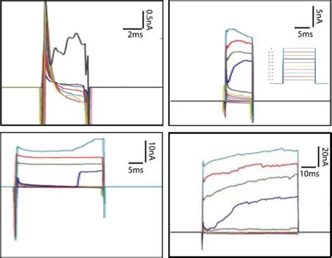 Typical Current Versus Time Graphs Current Is Measured In Response To Download Scientific