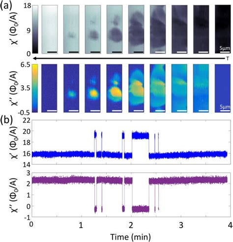 Local View Of Superconducting Fluctuations Nanocohybri