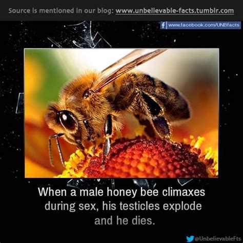 Bees And Honey Five Facts About Bees You Might Not Have Known The Best Porn Website