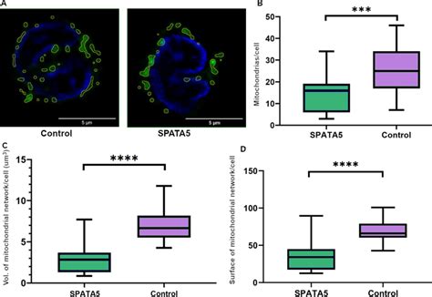Monocyte Mitochondrial Mass A Representative Confocal Image Showing