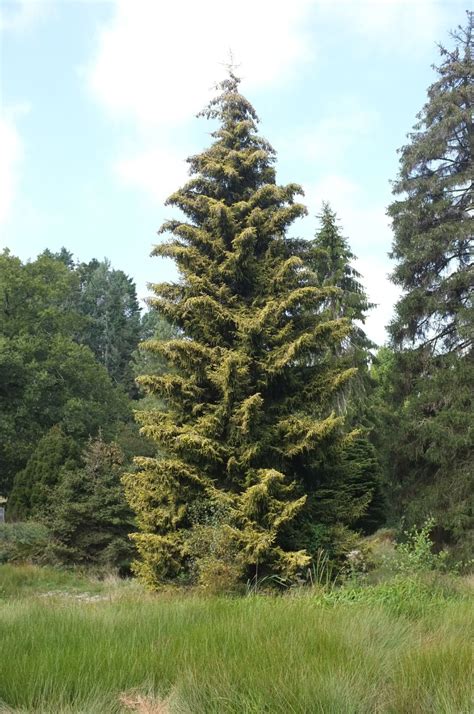 Picea Orientalis Trees And Shrubs Online