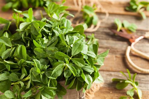 Fenugreek Herb Info How To Grow Fenugreek Plants In The Garden