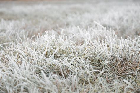 Nature Fall Frost Grass Wallpapers Hd Desktop And Mobile Backgrounds