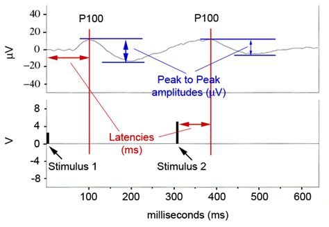 Eeg Event Related Potentials