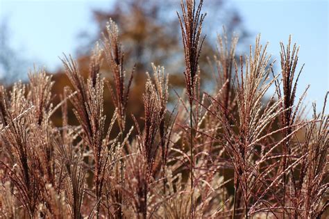 Autumn Grass Mood Free Photo On Pixabay Pixabay