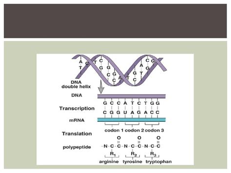 PROTEIN SYNTHESIS Jessica Hawley PROTEIN SYNTHESIS Protein Synthesis
