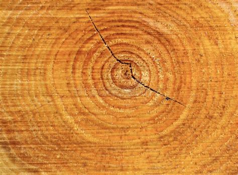 Rough Natural Wood Texture Of Tree Stump Stock Image Image Of Lumber Forest