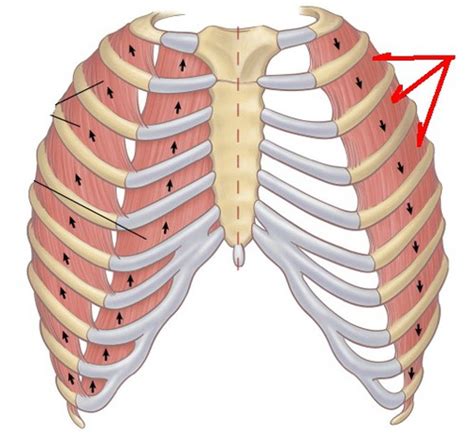 Phonetics Vocal And Anatomy Flashcards Quizlet