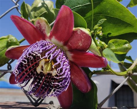 Winged Stem Passion Flower Passiflora Alata 10 Seeds Etsy