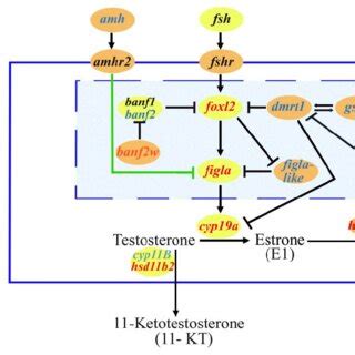 A Proposed Schematic Model Of The Sex Determination SD Pathway In Download Scientific Diagram