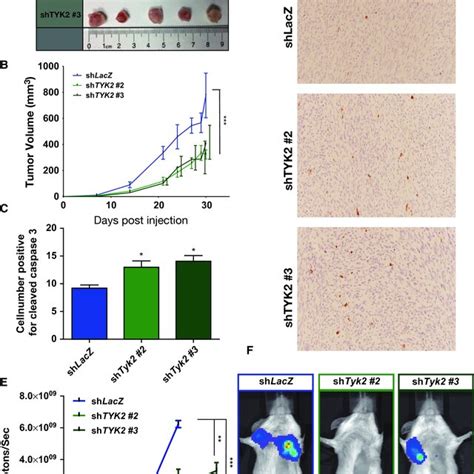 Shrna‐mediated Knockdown Of Tyk2 In Jw23 3 Murine Mpnst Cells Leads To Download Scientific