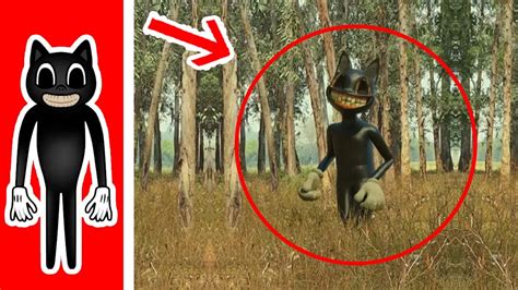 6 Cartoon Cat Reales Captados En Camara Youtube