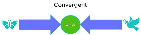 Convergent Evolution Diagram