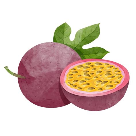 Passion Fruit With Leaves Design Elements Watercolour Style Vector
