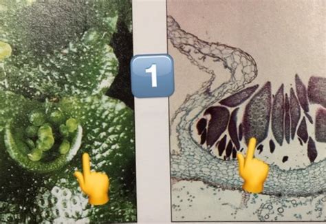 Bio 112 Lab Quiz 2 Nonvascular Plants Flashcards Quizlet