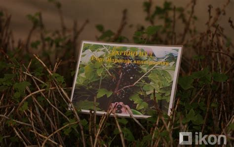 ФОТО Барилгачдын талбайд модлог ургамлын тарьц суулгацын үзэсгэлэн