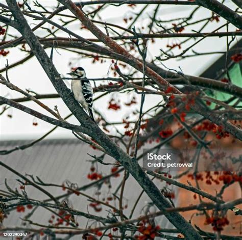 작은 딱따구리 라틴어 이름 Picoides 마이너와 새는 겨울에 나무에 앉아 검은색에 대한 스톡 사진 및 기타 이미지 검은색 겨울 경외감 Istock