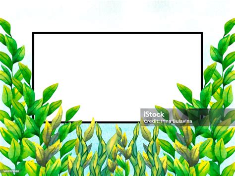 수채화 녹색 해초 프레임입니다 하얀 배경에 분리된 바다 식물 손으로 그린 식물 삽화 수중 잔디 아이들 인쇄 장식 및 디자인 건강관리와 의술에 대한 스톡 벡터 아트 및 기타