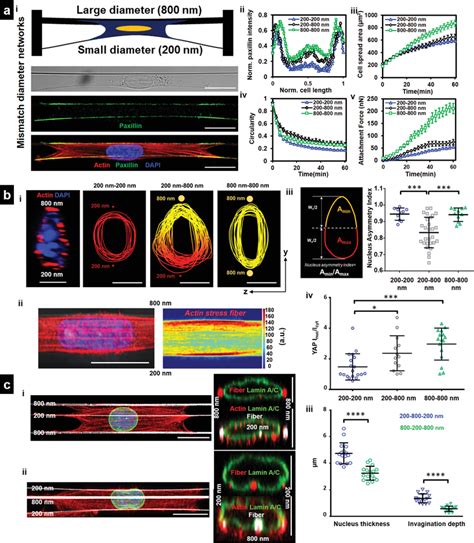 Sculpting Nucleus Shapes Using Mismatch Diameter Networks A I Cells Download Scientific