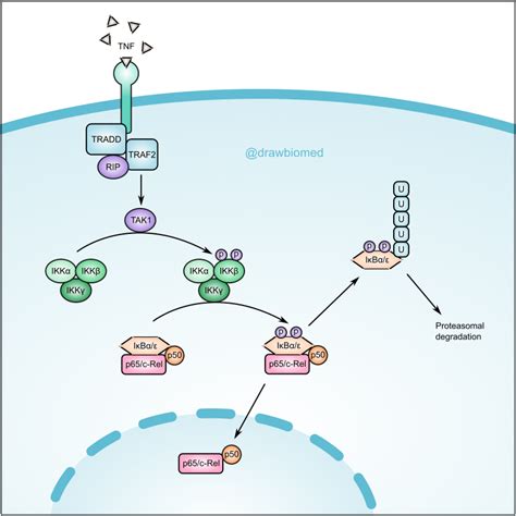 Signaling Pathway Illustrations DrawBioMed