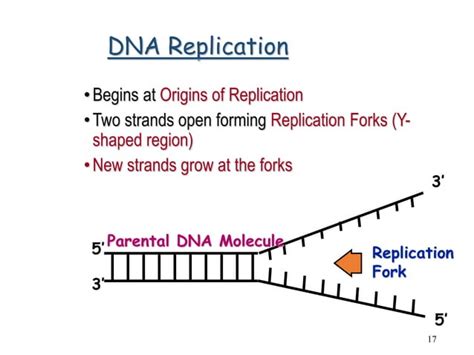 Dna Replication In Eukaryotes Ppt Chemistry Science