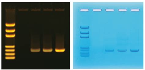 Biotech Basics Visualizing Dna The Official Blog Of Edvotek®