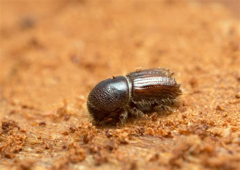 Ips Pine Beetle Control Bugspray Com