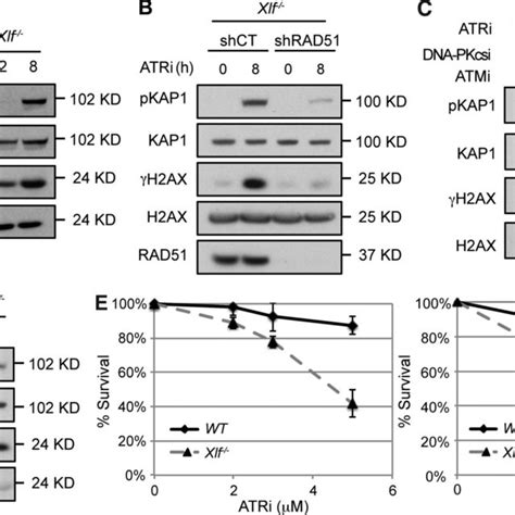 H2ax Deficiency Enhances Replication Defects In Xlf− − Mefs A Whole Download Scientific