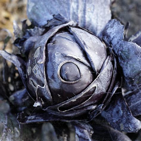 red cabbage plant by stocksy contributor marcel stocksy