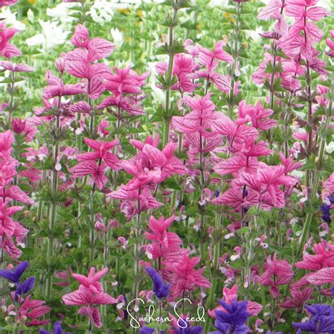 Clary Sage Pink Sundae Salvia Horminum 50 Seeds Seed Therapy