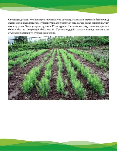 Агро Зөвлөх Шинэс мод үрээр тарих аргачлал