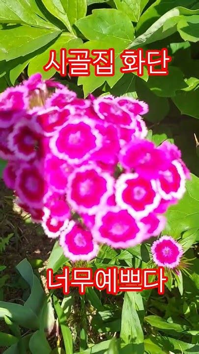 석죽 패랭이꽃 Youtube