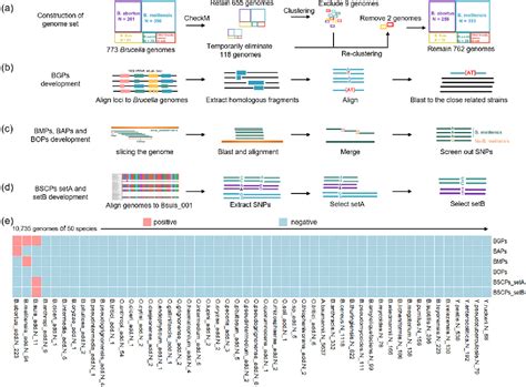 Figure 2 From Rapid Identification Of Brucella Genus And Species In