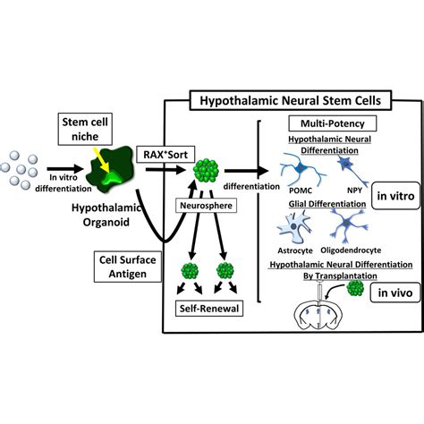 Generation Of Hypothalamic Neural Stem Cell Like Cells In Vitro From Human Pluripotent Stem