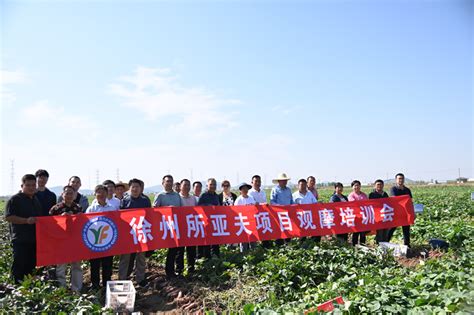 亚夫科技服务贾汪江庄工作站成功举办甘薯优新品种及“大豆玉米带状复合种植”观摩会 江苏徐淮地区徐州农业科学研究所，徐州市农业科学院，江苏徐州