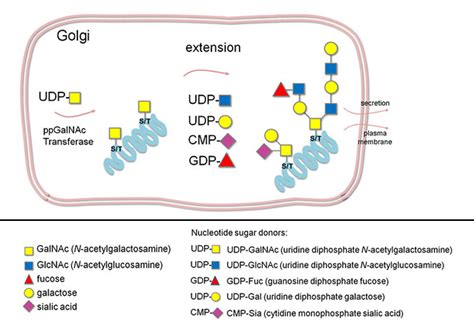 O Glycan Synthesis And Modification Neb