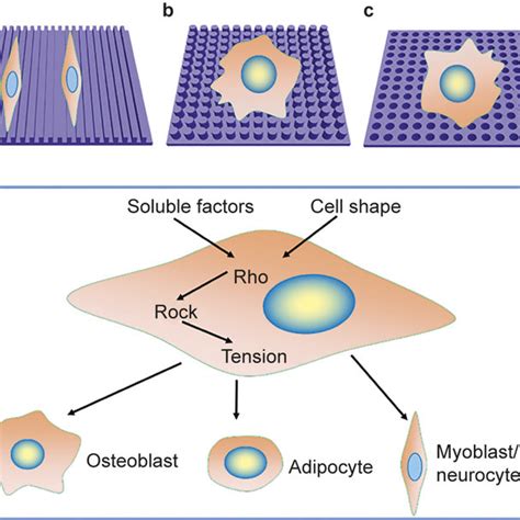 The Microstructure And Nanostructure Of Bone And The Nanostructured