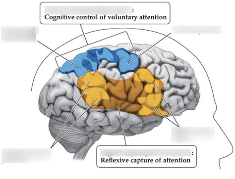 Cortical And Subcortical Brain Systems Involved In The Control Of
