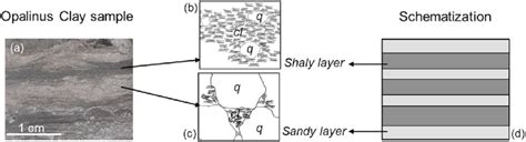 Opalinus Clay As A Layered Material A A Sandy Specimen Picture B