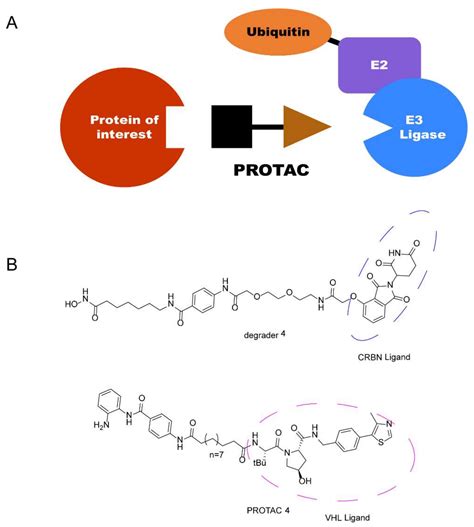 Design Synthesis And Biological Evaluation Of Hdac Degraders With
