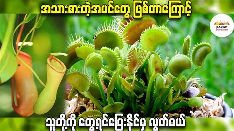 အသားစားတဲ့အပင်တွေ ဖြစ်တာကြောင့် သူတို့ကို တွေ့ရင်ပြေးနိုင်မှ လွတ်မယ် Youtube