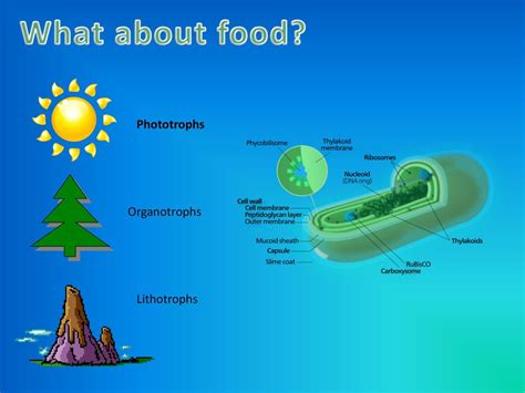 The Bacterial Cell By Ashley Hobson Ppt Download