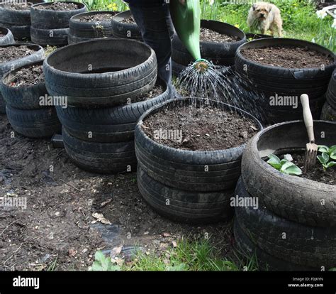 Planting Pregerminated Parsnip Seeds In Tyre Step Water Using A Can Fitted With A Rose Stock
