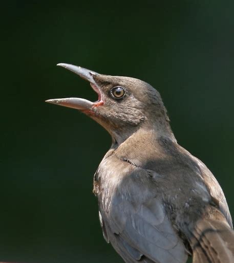 Bill Hubick Photography Common Grackle Quiscalus Quiscula Purple
