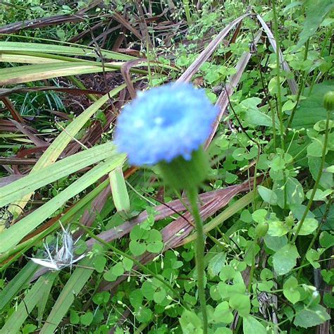 Kichi Kichi [miỀn Nam] BỘ ĐÔi Menu 199k And 299k Facebook