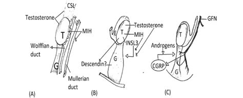 Diagrammatic Schema Showing The Hormonal Factors Influencing The