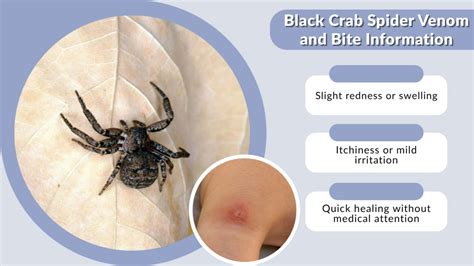 Black Crab Spider Facts Appearance Habitat And Bite